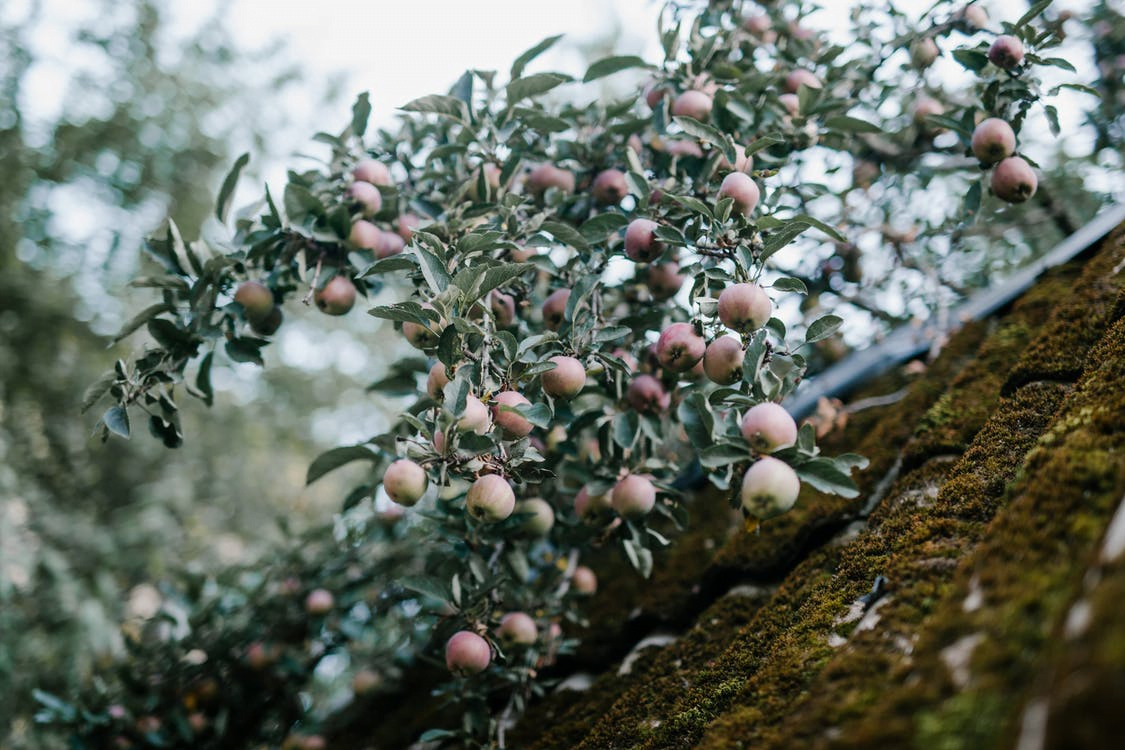 Apple Farming In Nigeria: A Step-by-step Guide | AtlanticRide