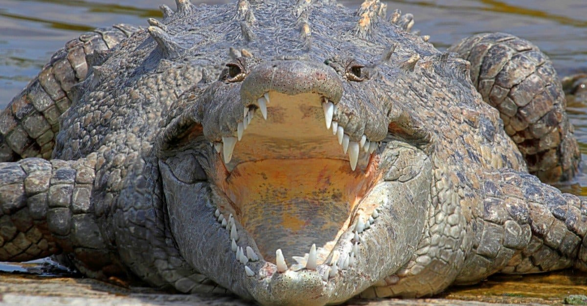 12 Strongest Animals In The World | AtlanticRide
