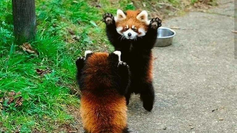 Gli animali più carini del mondo: 10 animali che troverai fantastici ...