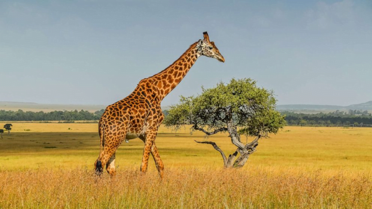 12 Amazing Tallest Animals In The World | AtlanticRide